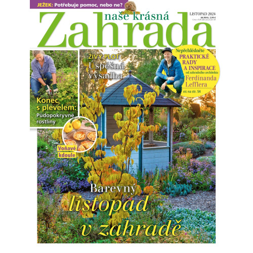 Sametka podzimní útočí: kde na ni můžete narazit a jak se jí nejsnáze ...